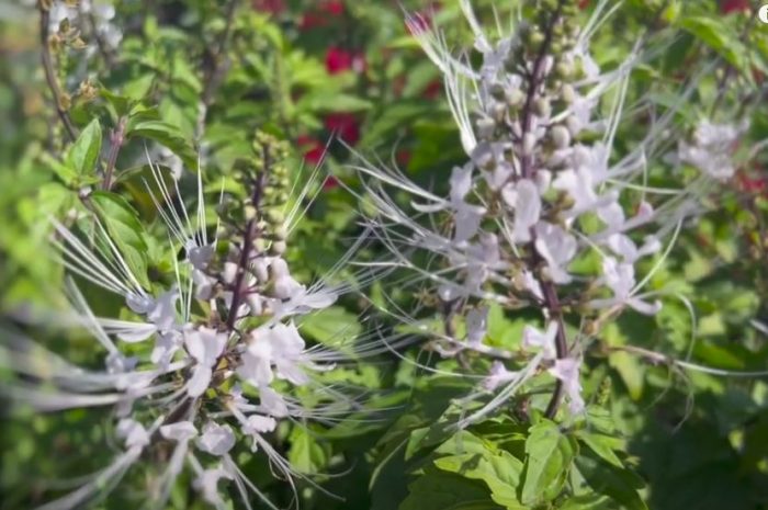 Pagtatanim ng Halamang gamot Balbas Pusa - Herbal na Gamot